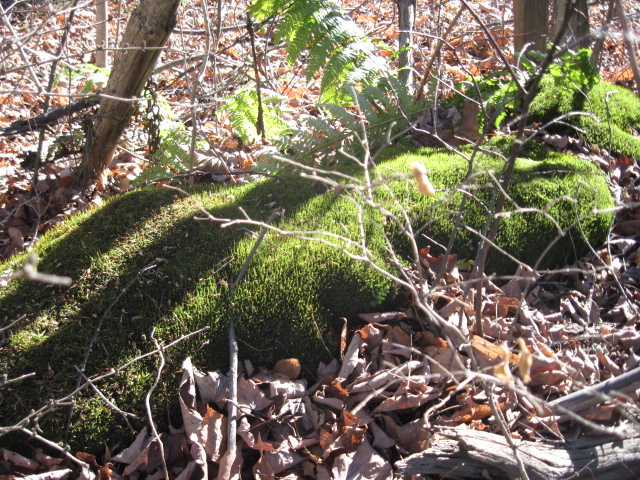 Tending One Thing | A Druid Way